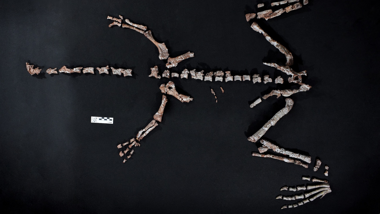 New species of long-necked dinosaur discovered in mountains of ...