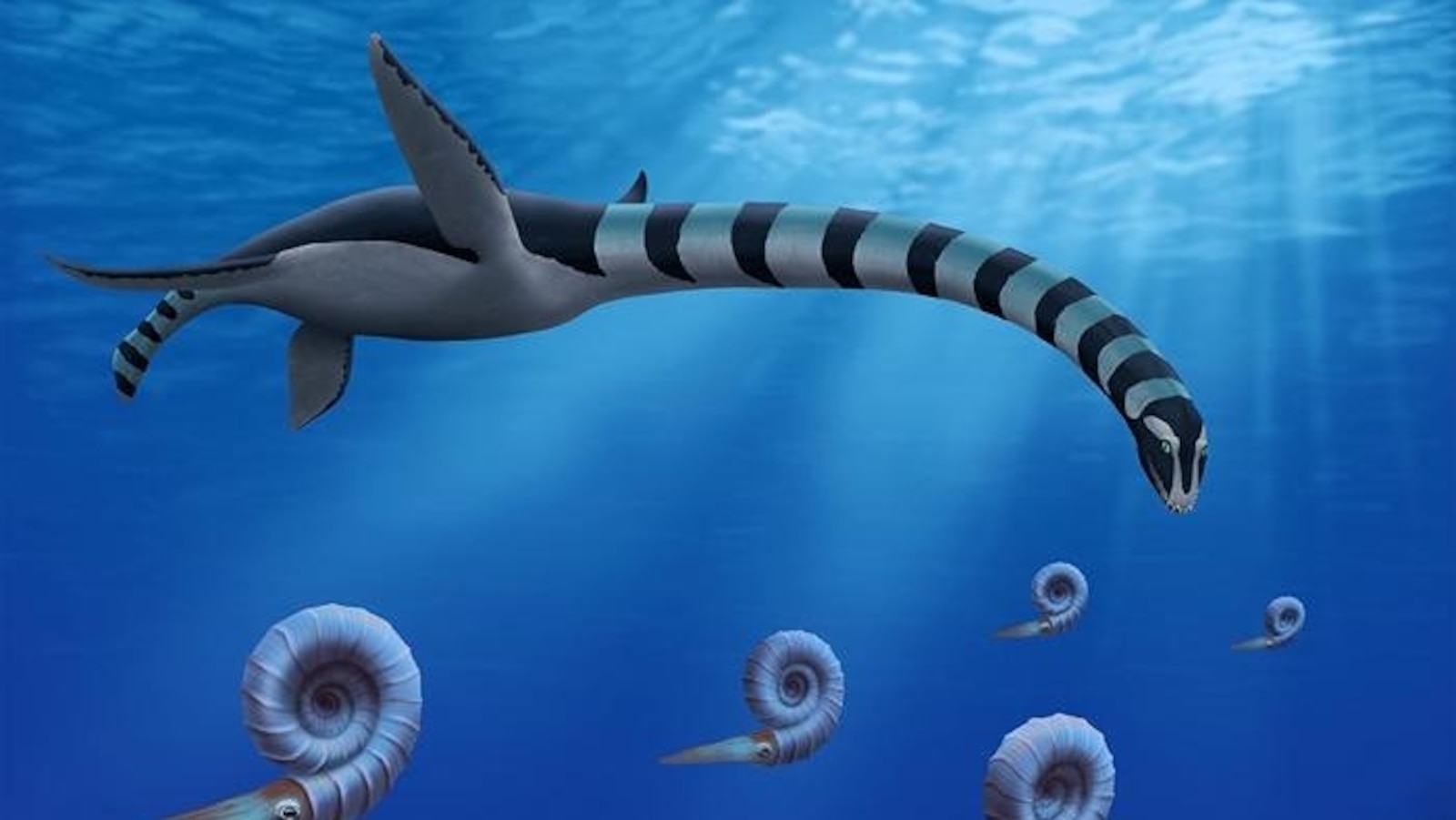 Fossils found in North America reveal new species of 'very odd' sea ...