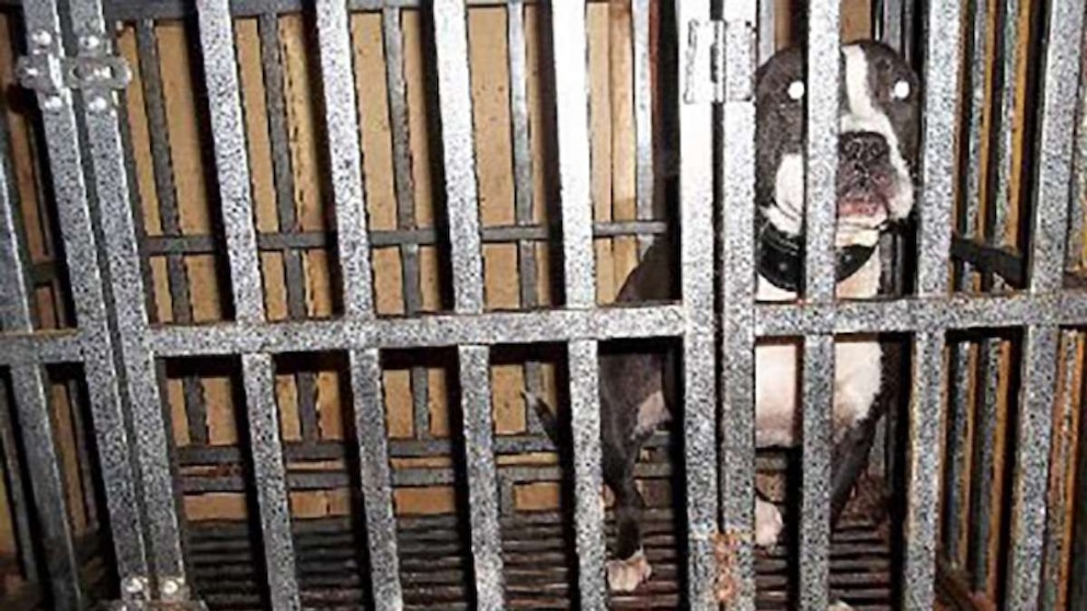 Department of Defense official charged with running dog fighting ring ... Department of Defense official charged with running dog fighting ring ...