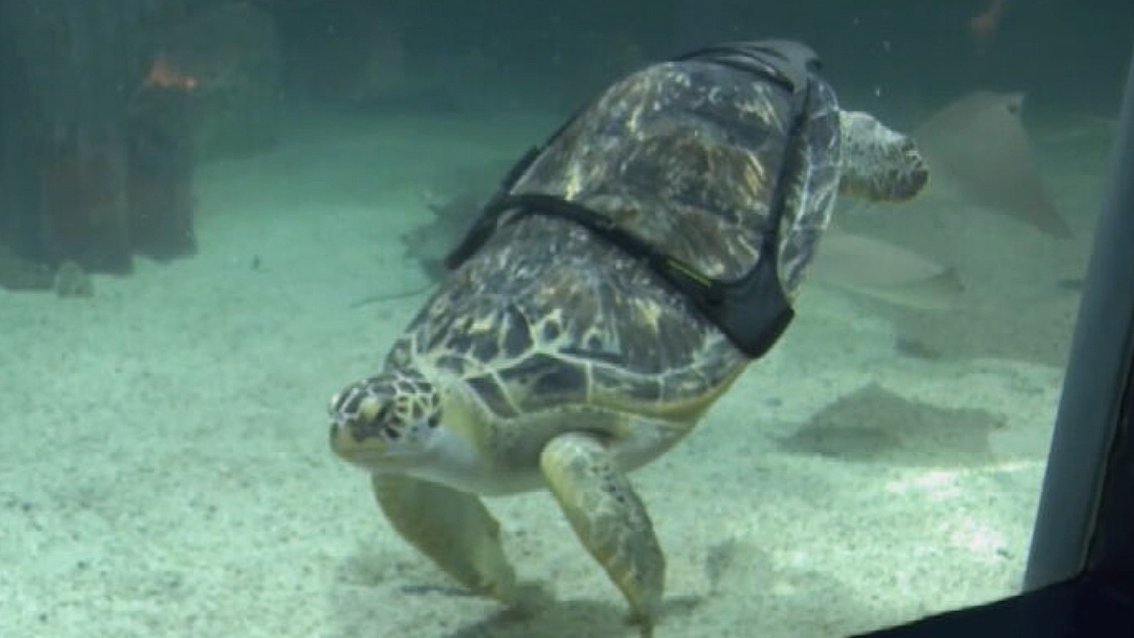 Sea turtle with 'bubble butt syndrome' gets 3D-printed harness to help ...