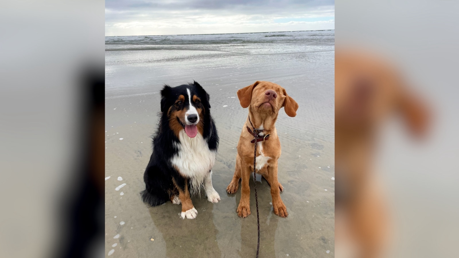 Blind dog's best friend acts as his guide dog - ABC News