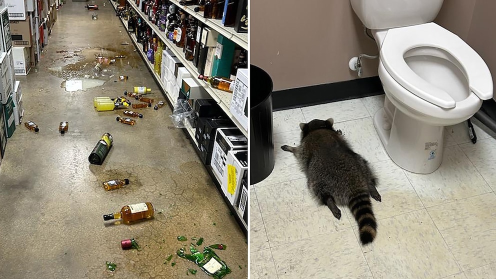 Drunk raccoon found passed out in liquor store bathroom: Officials ...