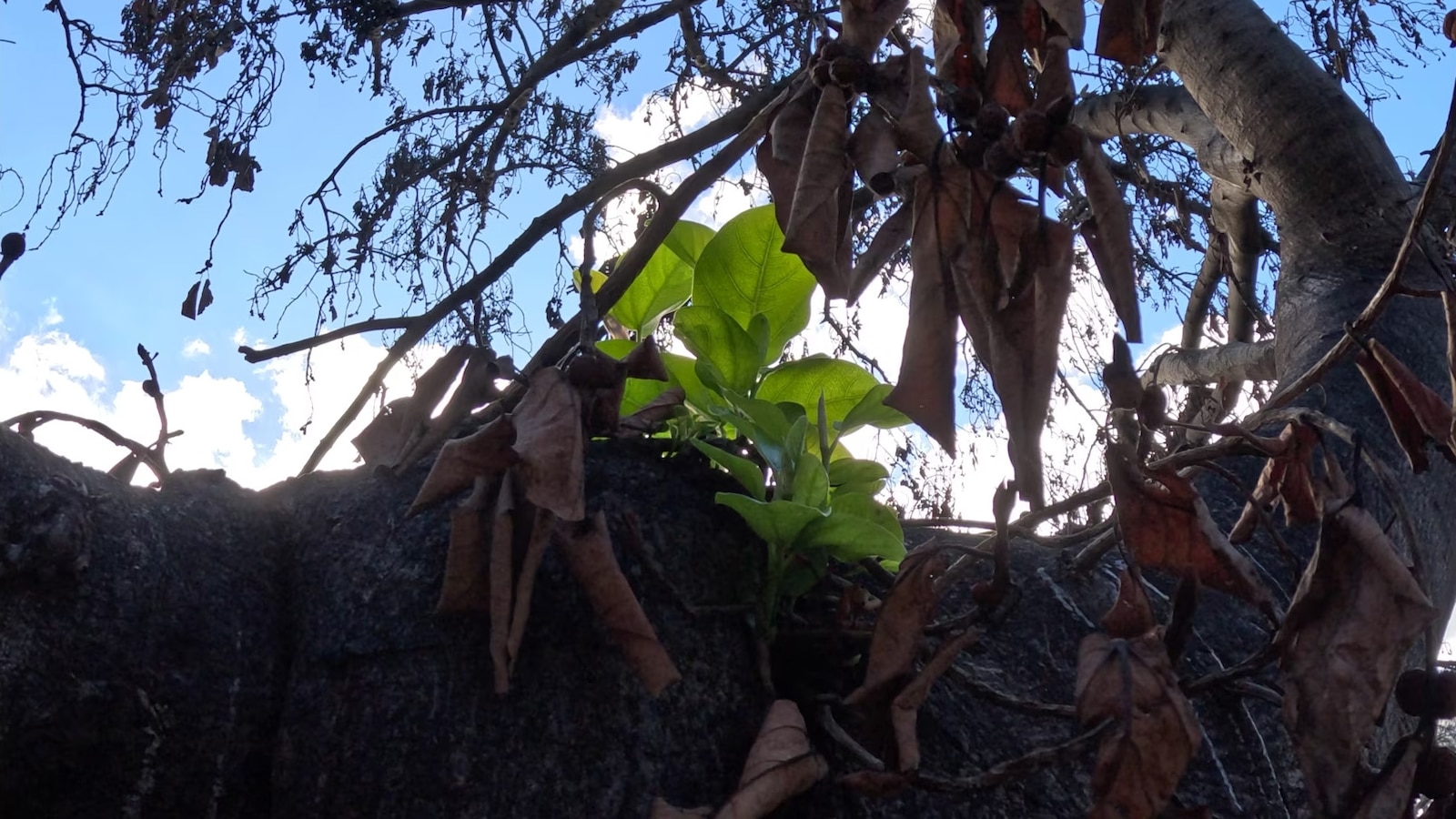 Historic banyan tree in Maui shows signs of growth after wildfire ... Historic banyan tree in Maui shows signs of growth after wildfire ...