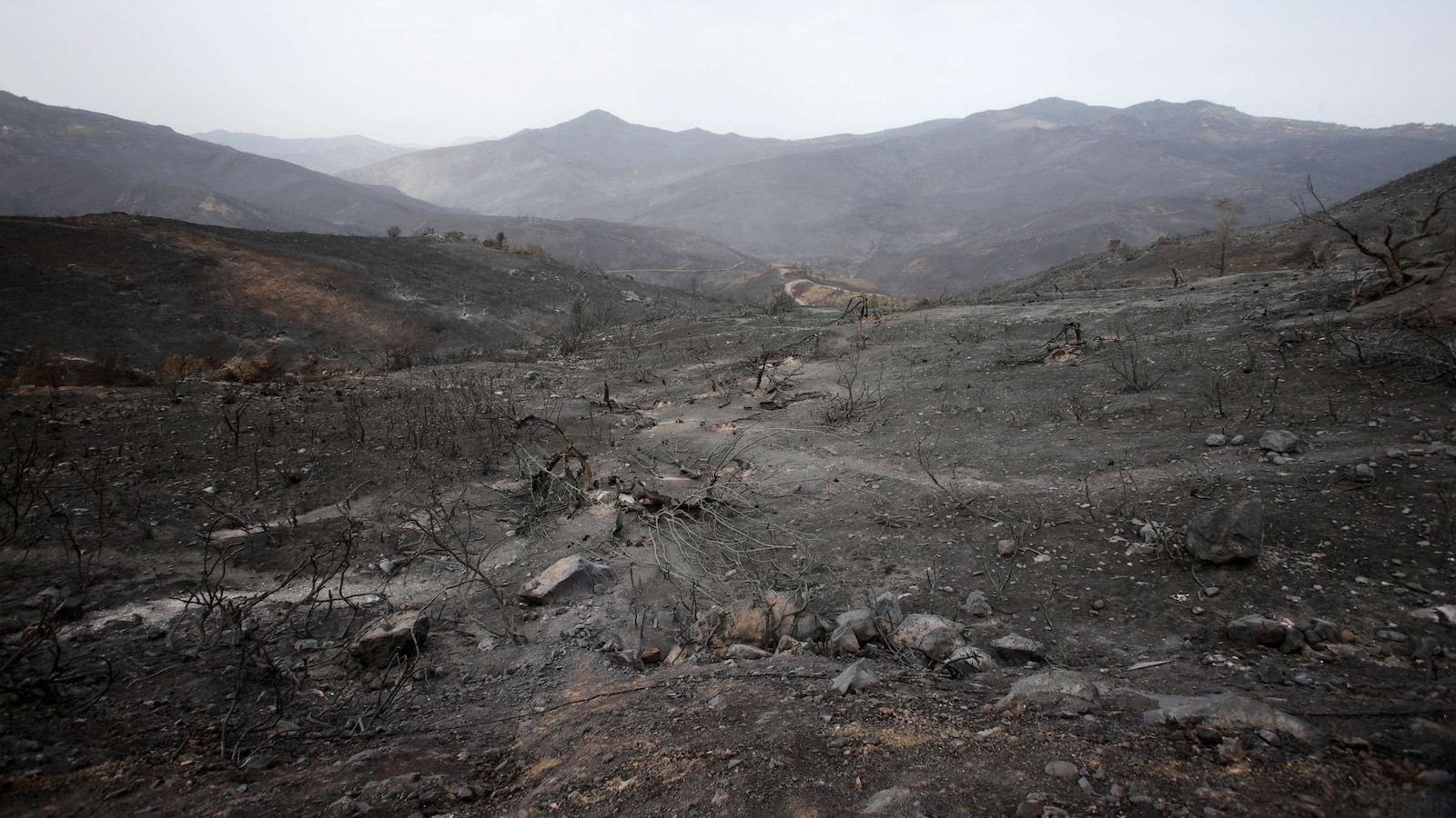 Wildfires that killed at least 34 in Algeria are now 80% extinguished ...