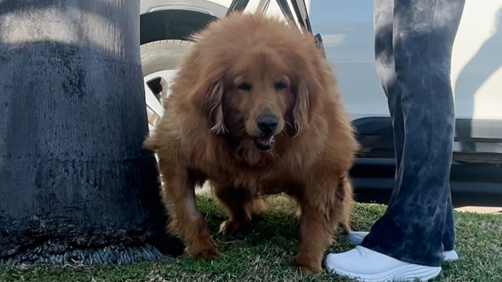A new leash on life: Woman documents obese golden retriever's weight ...