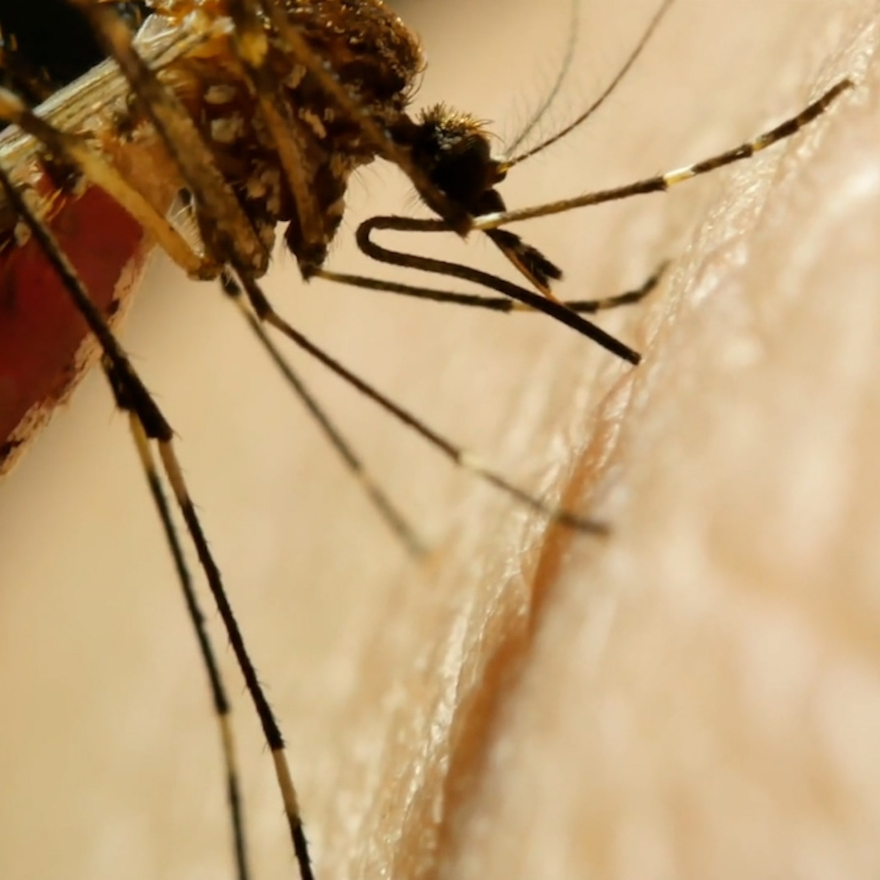Dengue Mosquito From Under Microscope