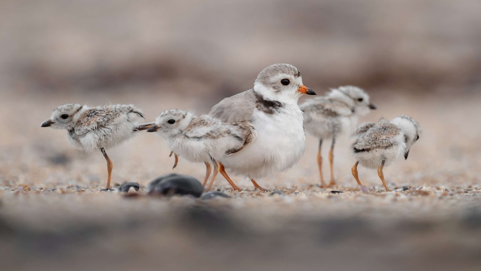 National Bird Day: These are some of the species most at risk of ...