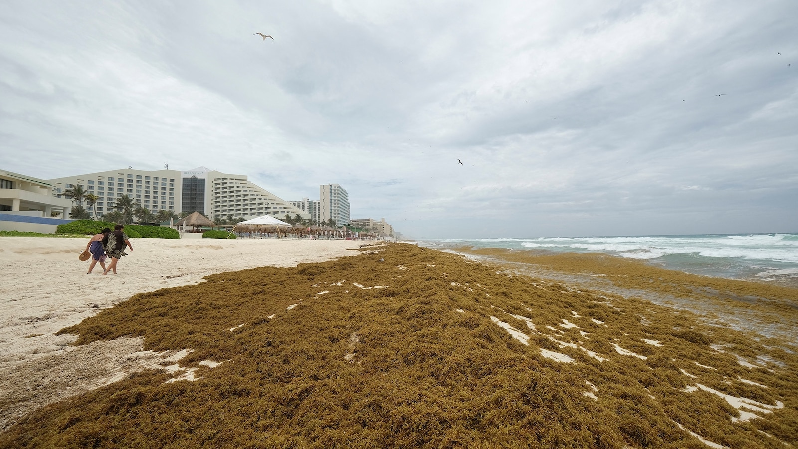 Why scientists are concerned over the record amount of seaweed in the ...