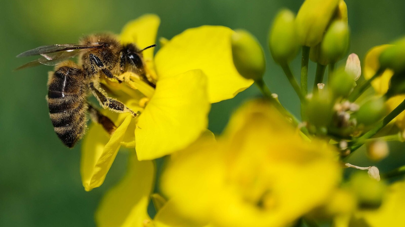 Arizona mother stung over 75 times by bees during family photo shoot ...