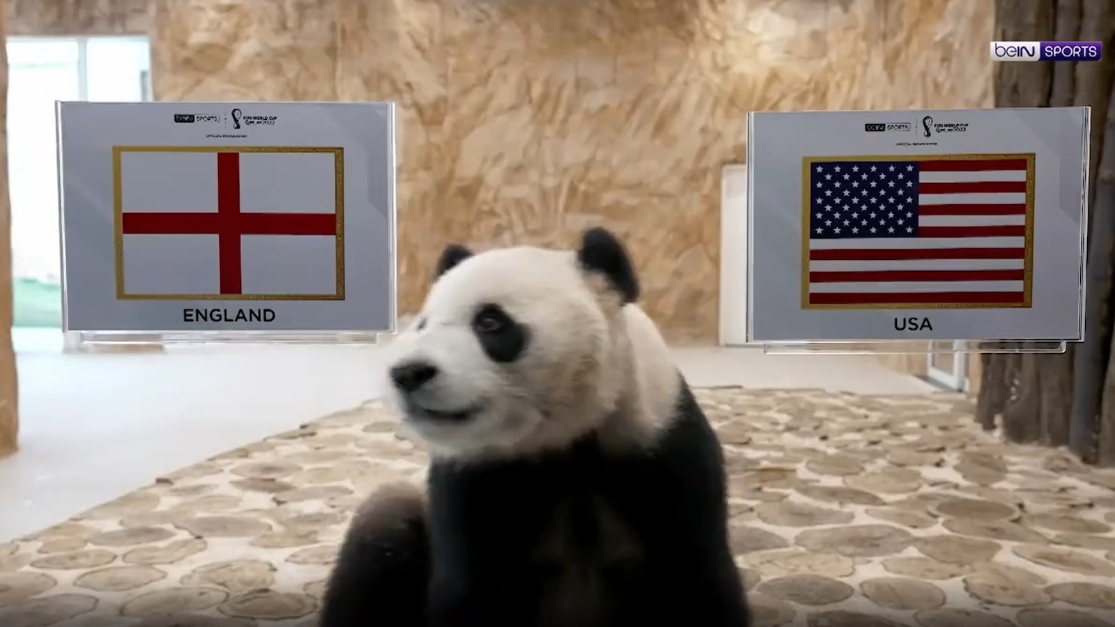 The 'psychic' animals predicting who will win the World Cup - ABC News