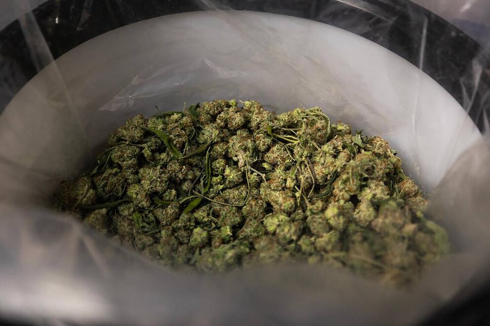 Trump says his administration looking at reclassifying marijuana - Good ...