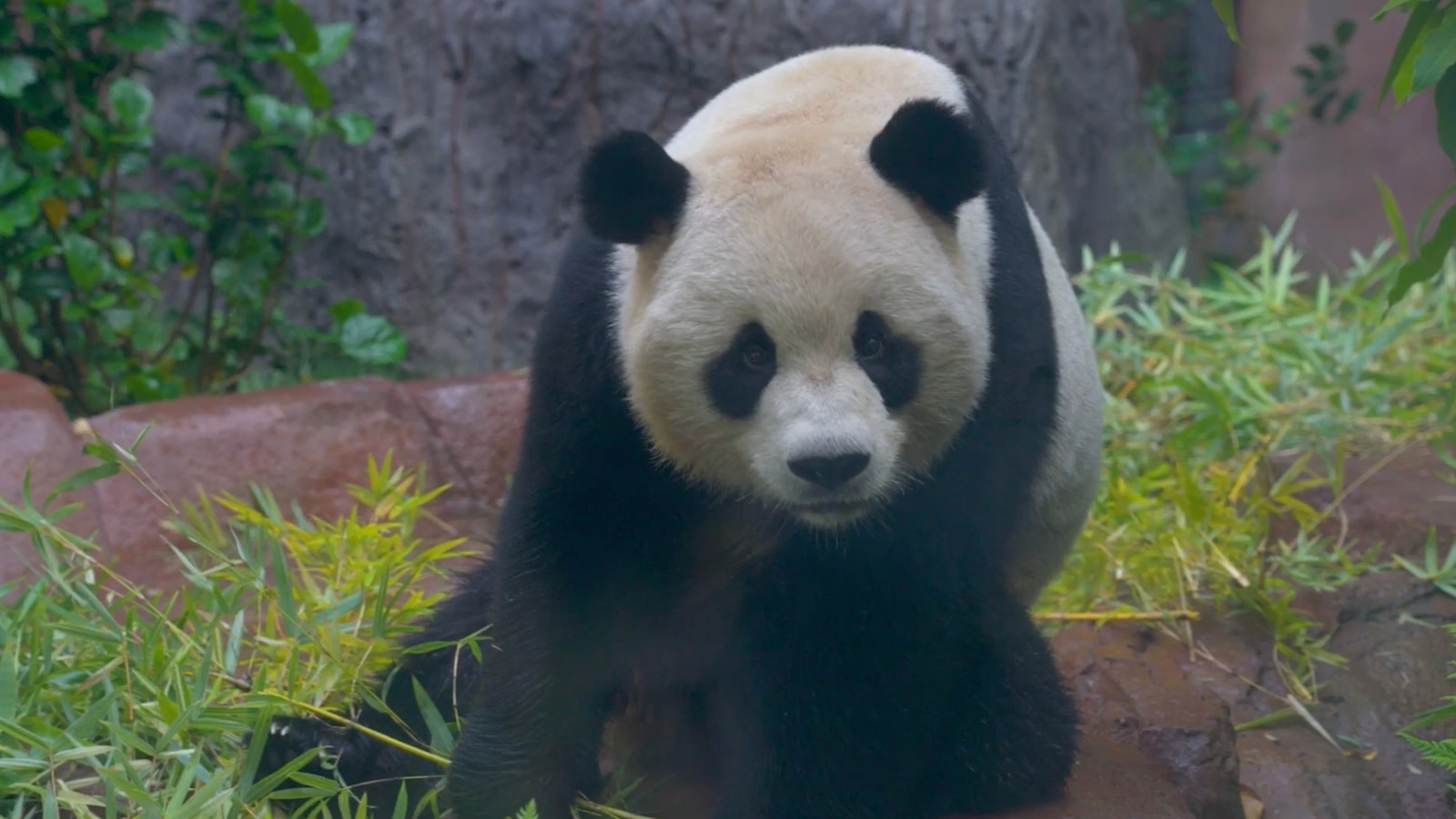 2 giant pandas from China make public debut at San Diego Zoo - ABC News