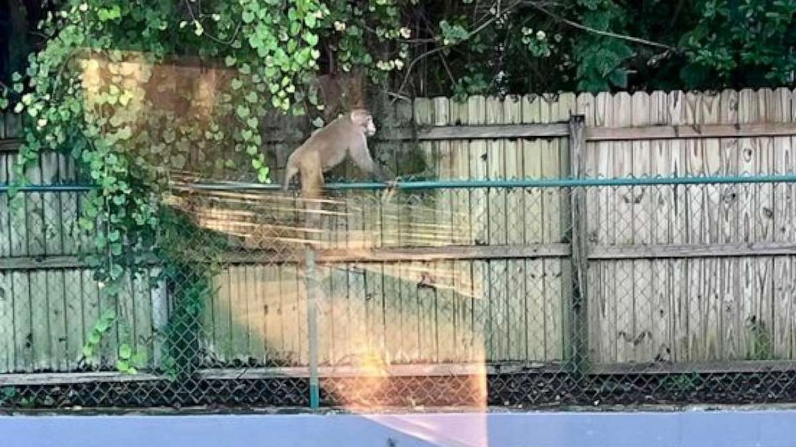 Wild monkey spotted running rampant through neighborhoods as police ...
