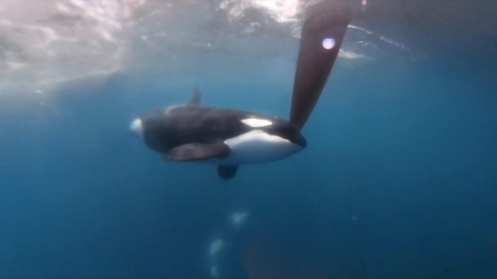 Racing yachts have close encounter with pod of orcas near Strait of ...