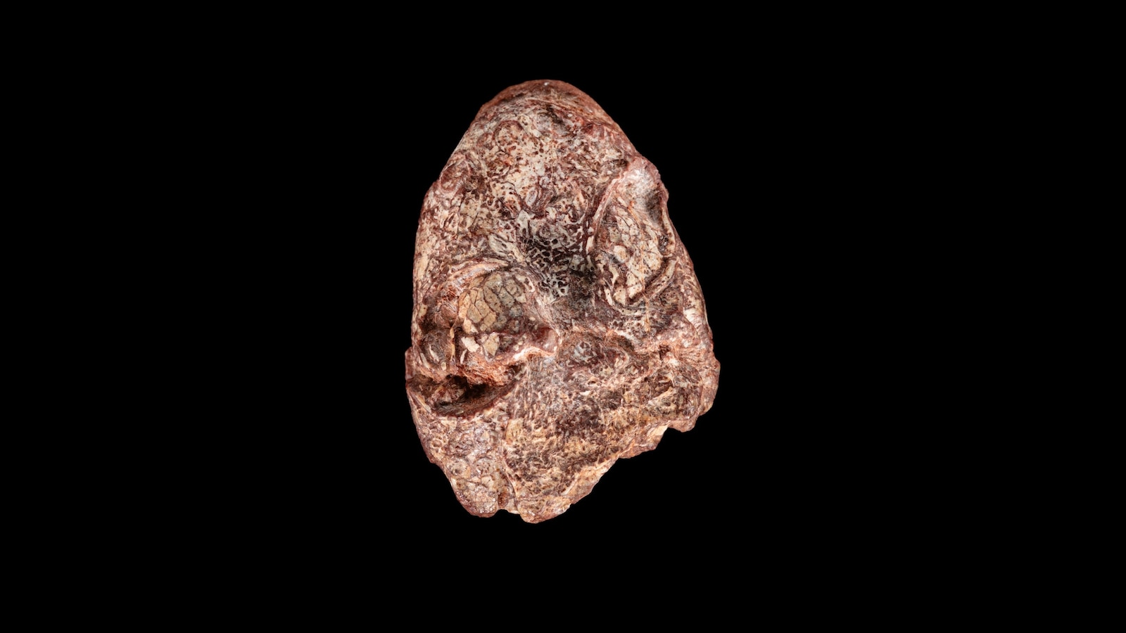 New 270-million-year-old amphibian species could help explain evolution ...