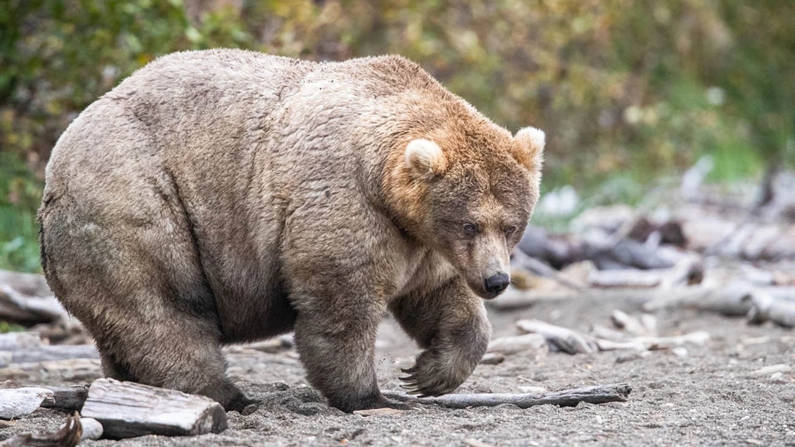 2025 Fat Bear Week winner announced: See who was named 'beefiest bruin ...