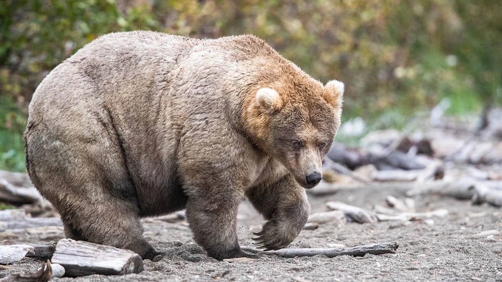 2025 Fat Bear Week winner announced: See who was named 'beefiest bruin ...