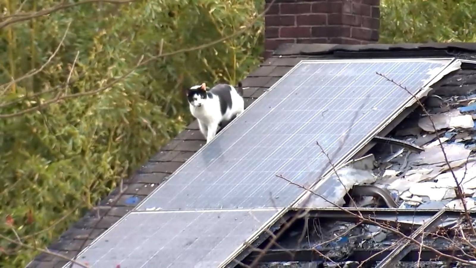 Animal sanctuary owner, about 100 cats die in fire, officials say - ABC ...