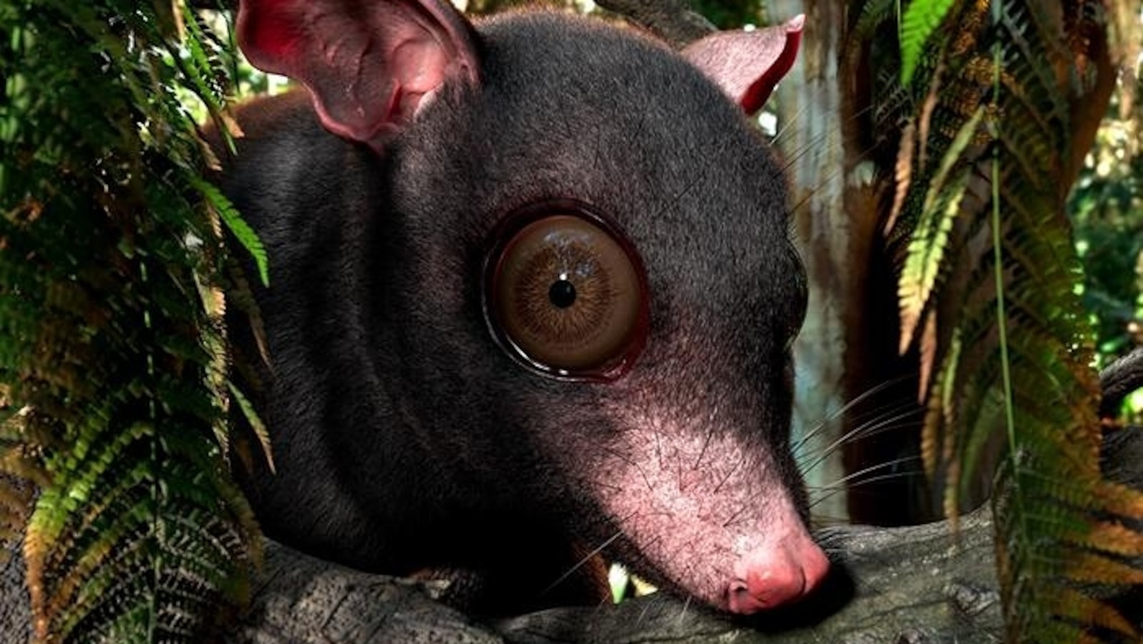 Fossils from giant possum-like mammal that lived 60 million years ago ...