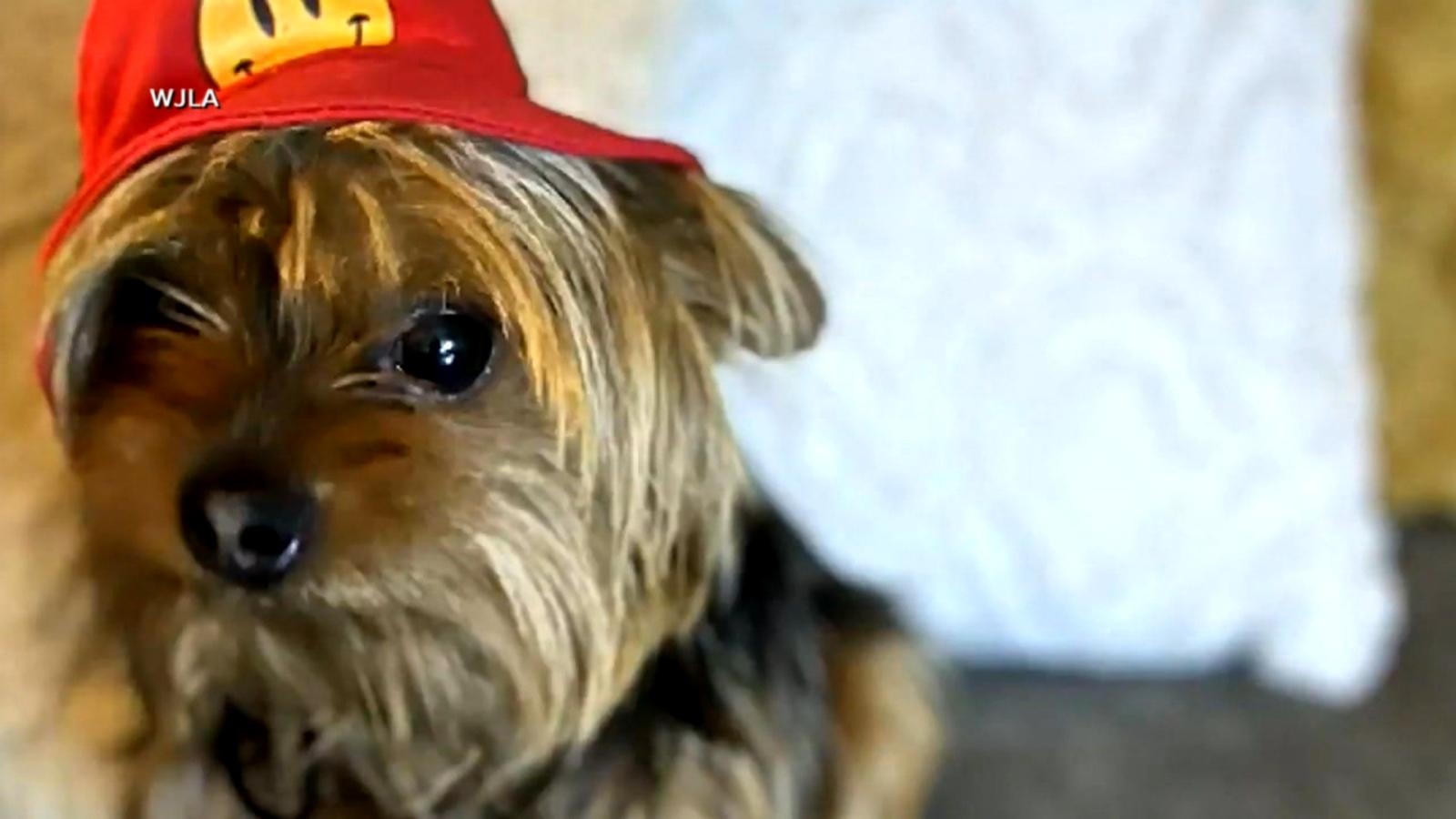 Veteran helped track down dognappers, save woman's stolen Yorkie - ABC News