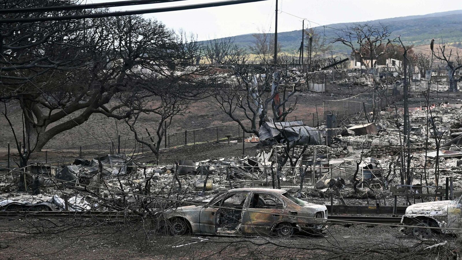 Maui wildfires: Officials urge families to give DNA samples as search ...