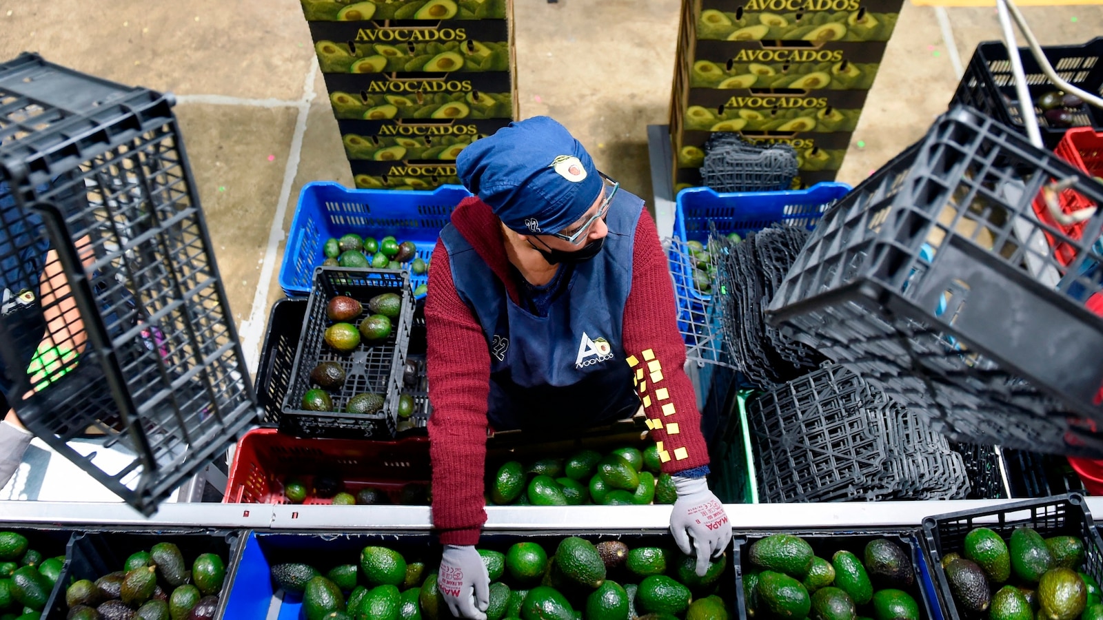 USDA pauses avocado, mango inspections in Mexican state due to security ...