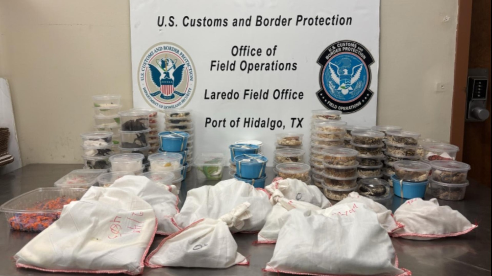 163 exotic reptiles and bugs confiscated at Texas border: Officials ...