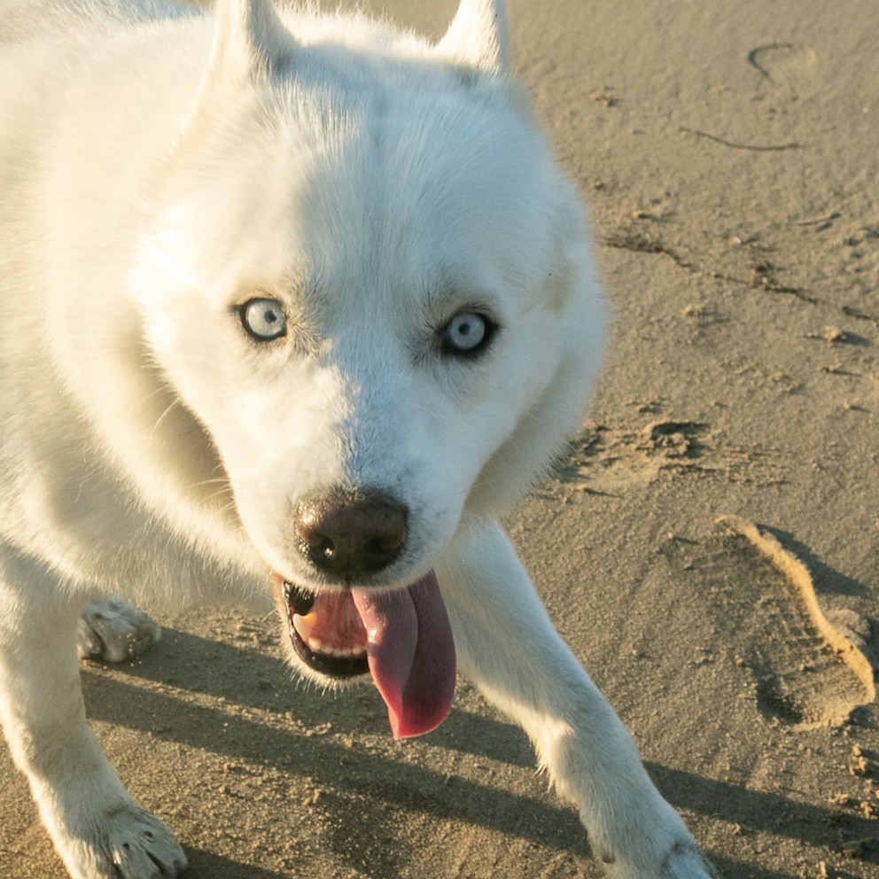 Video Neurodivergent husky walks with a prance and inspires people ...