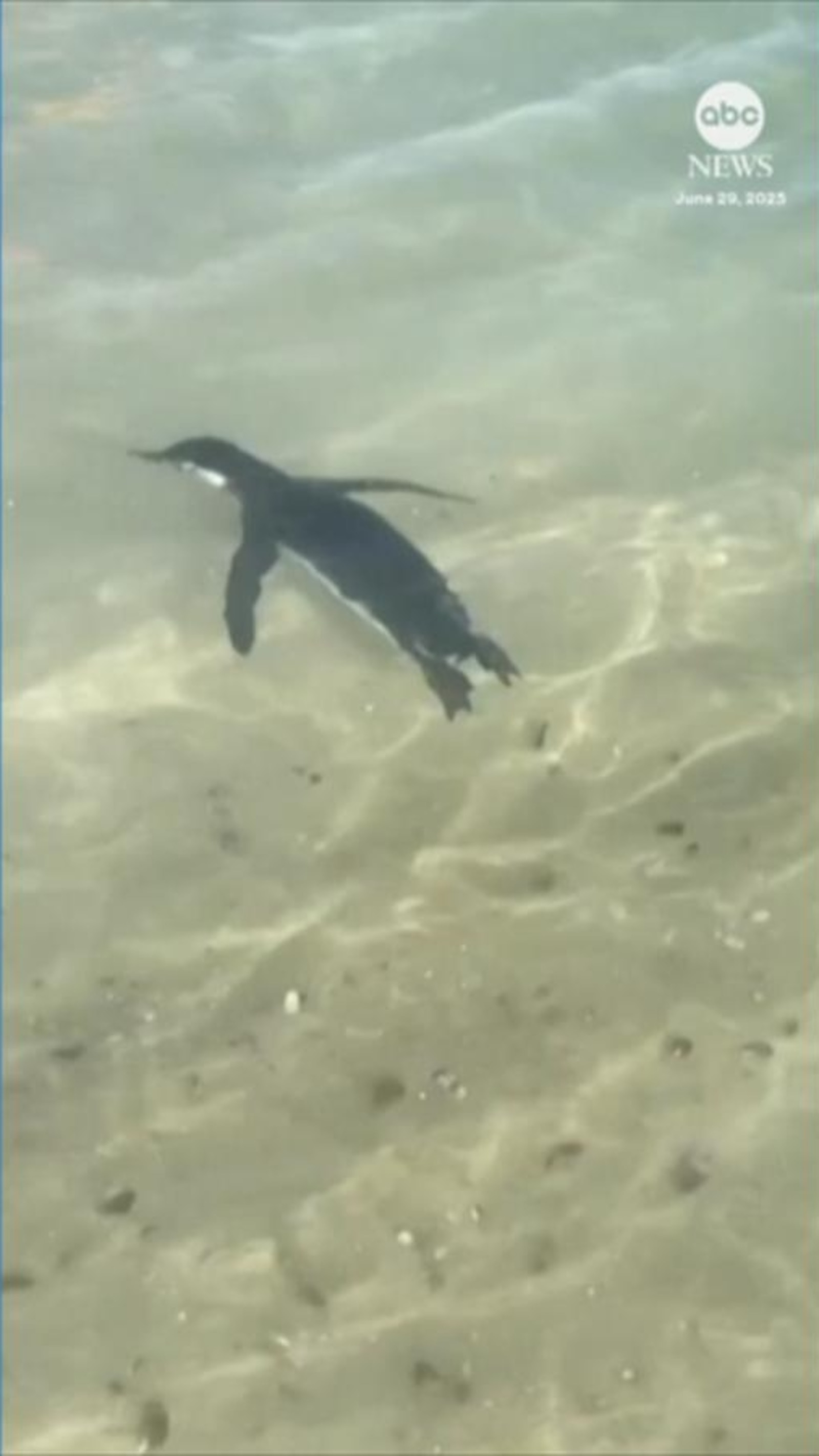 Pinguim De Ferias Let's Celebrate World Penguin Day!
