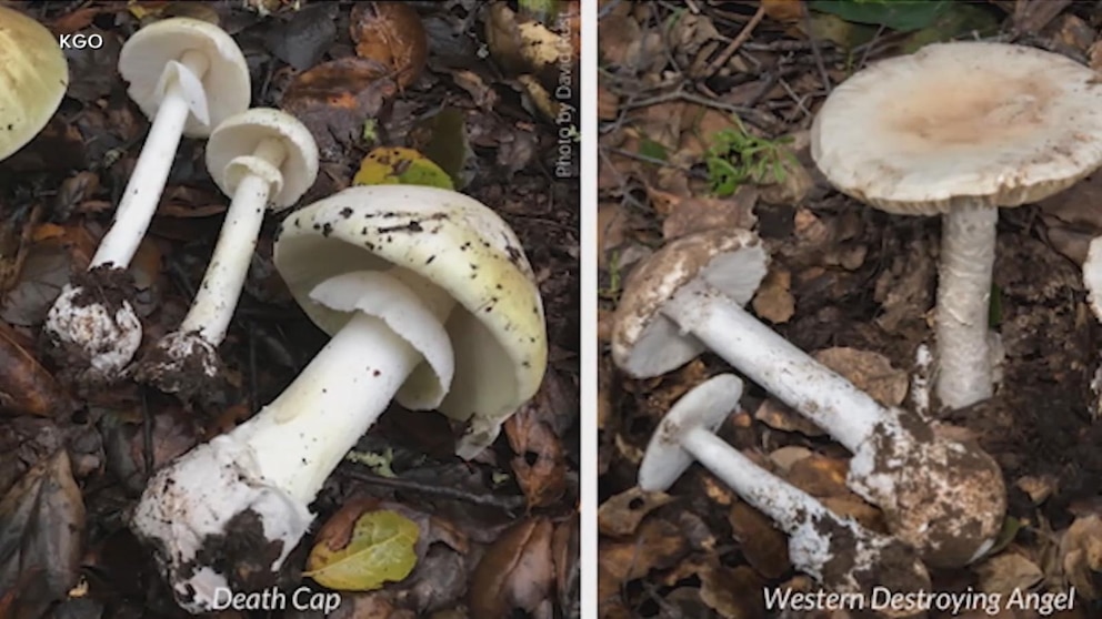 Video Toxic mushroom outbreak kills 3, sickens more than 30 in ...