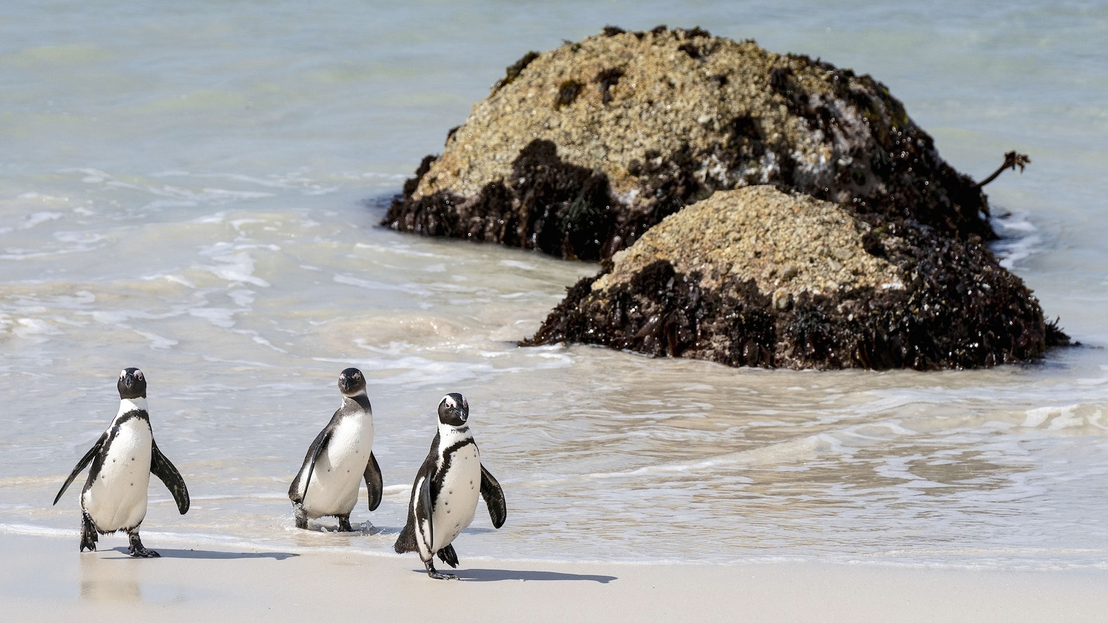 Wildlife populations drop 73% in 50 years: Study - ABC News