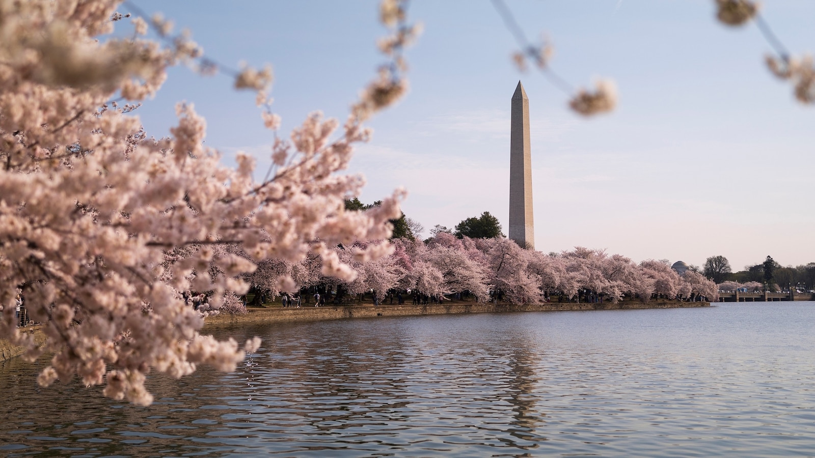 DC’s iconic cherry blossoms reach earlier-than-average peak bloom for ...