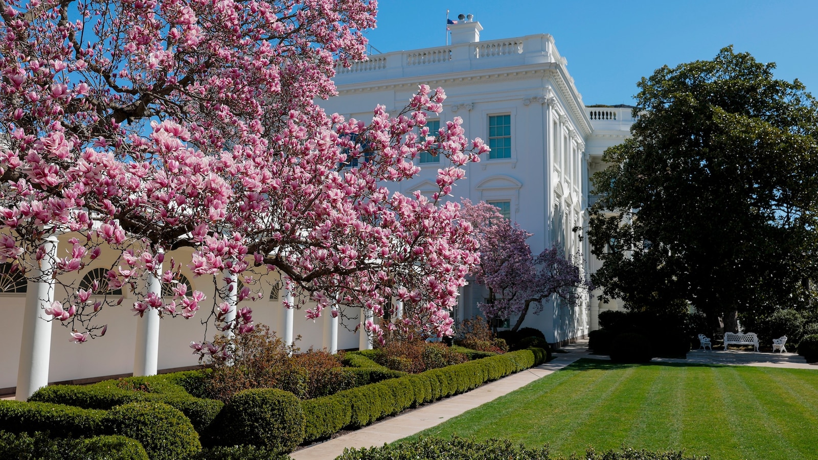 Washington DC's iconic cherry blossoms are days away from peak bloom ...