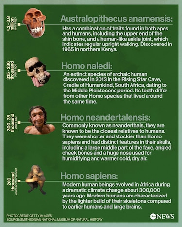 Neanderthals Facts About Our Extinct Human Relatives