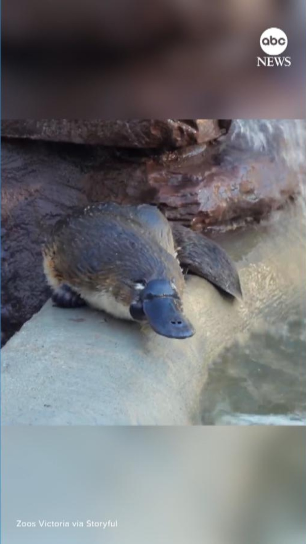 Video Platypus tests out new pool at conservation center - ABC News