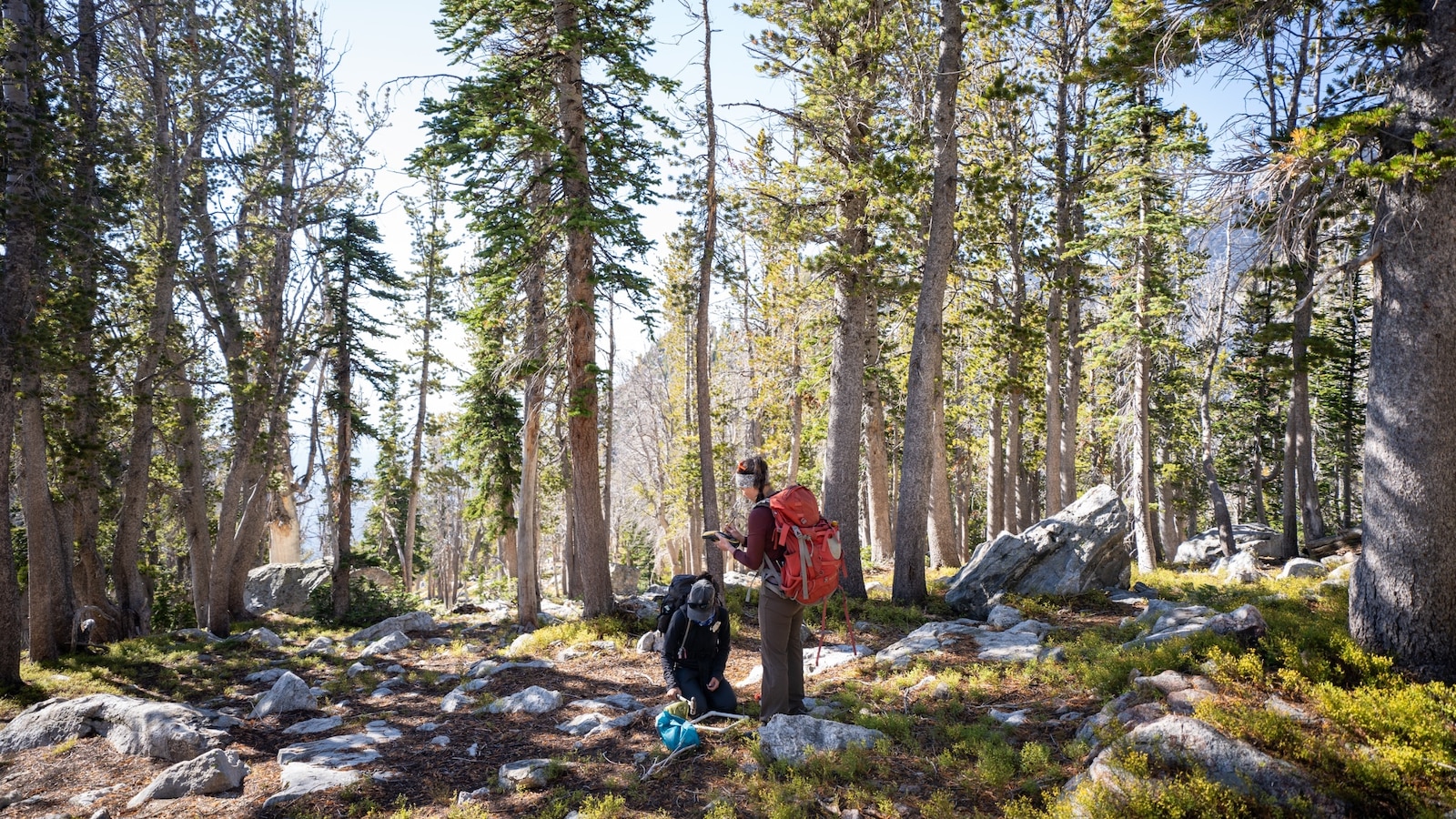 Researchers working to save whitebark pine, a declining keystone tree ...