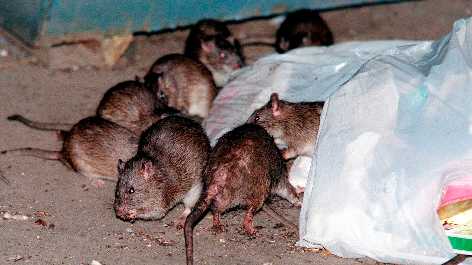 Human infections from rat urine on the rise in New York City - ABC News