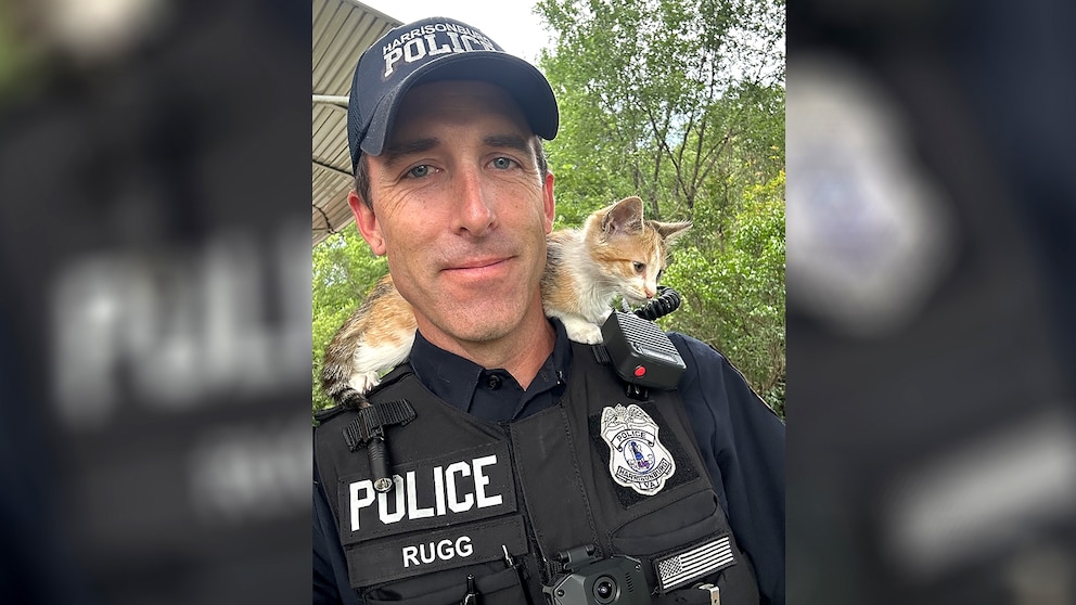 Police officer to adopt kitten who was thrown out of car window - Good ...