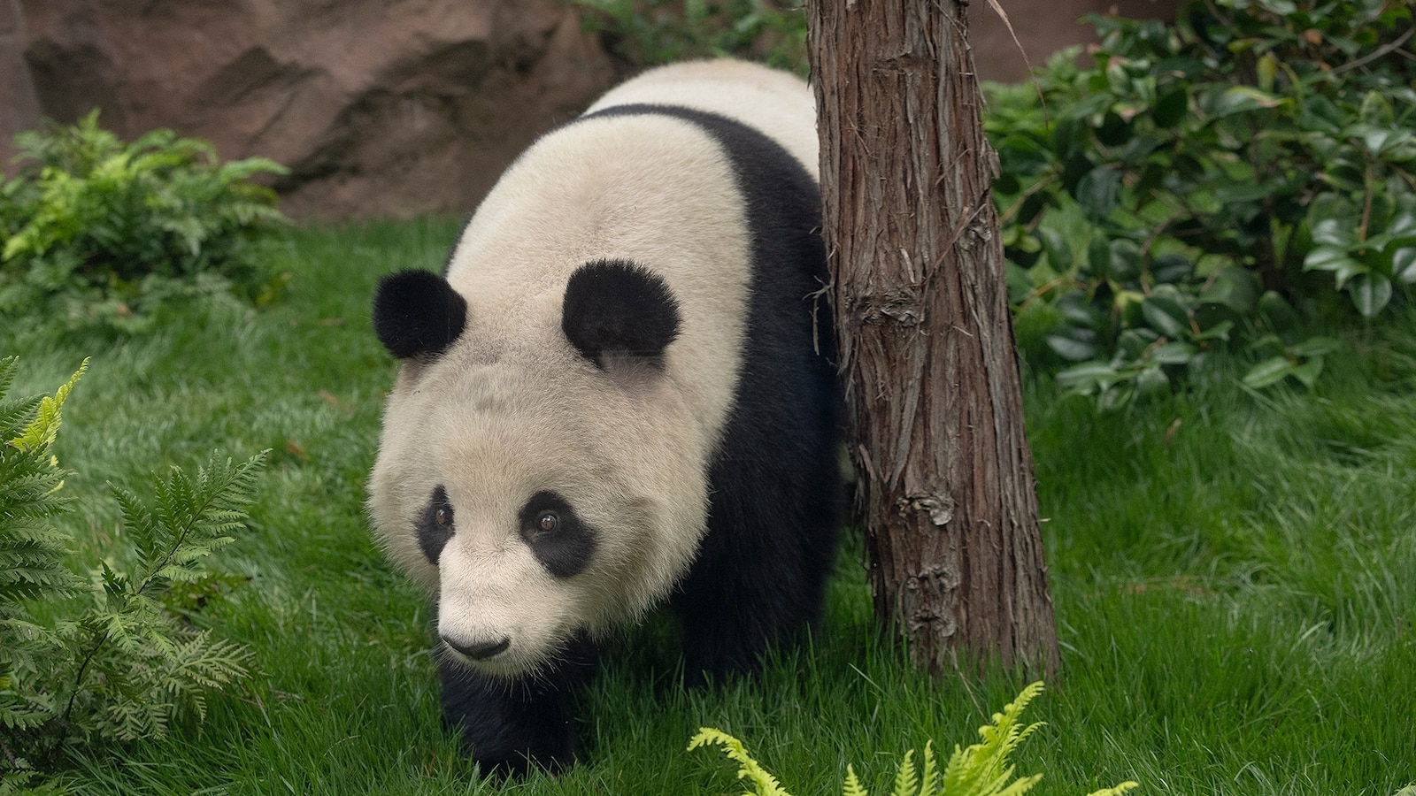 San Diego Zoo releases 1st video of pandas from China - ABC News