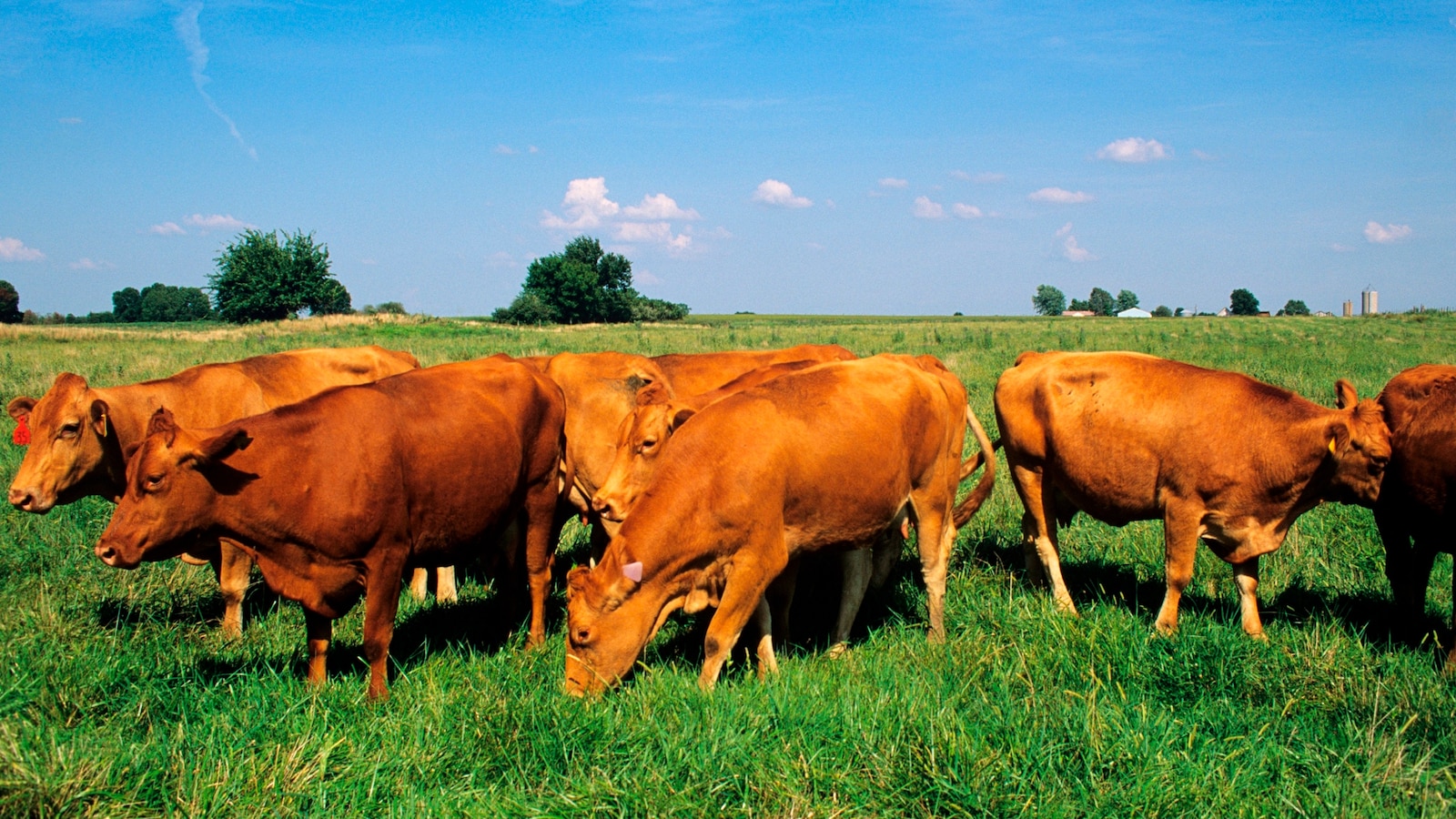 USDA conducting studies on beef due to bird flu outbreak but maintain ...
