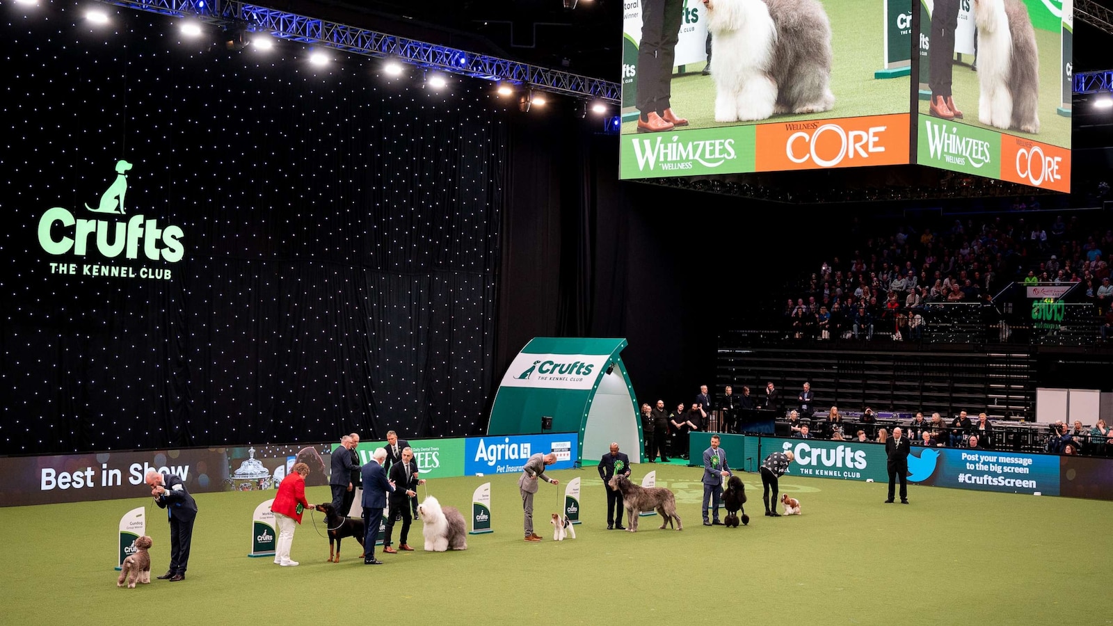 Inside the extraordinary world of dog dancing - ABC News
