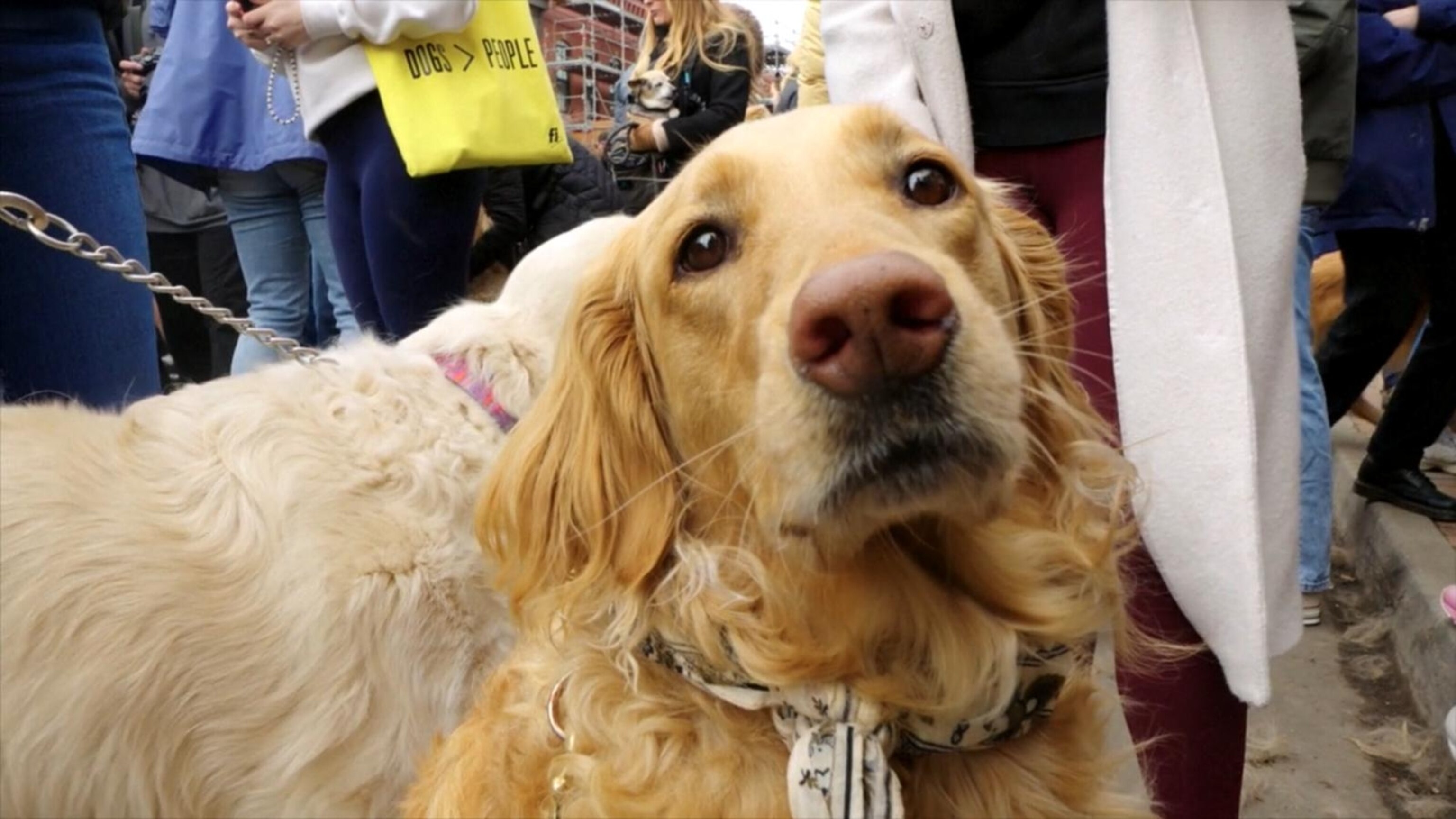 Pets - ABC News