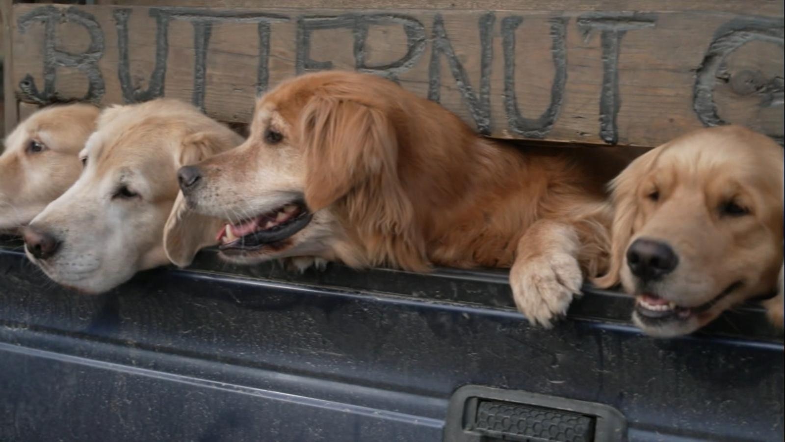 This farm's golden retriever experience is a dog lover's dream ...