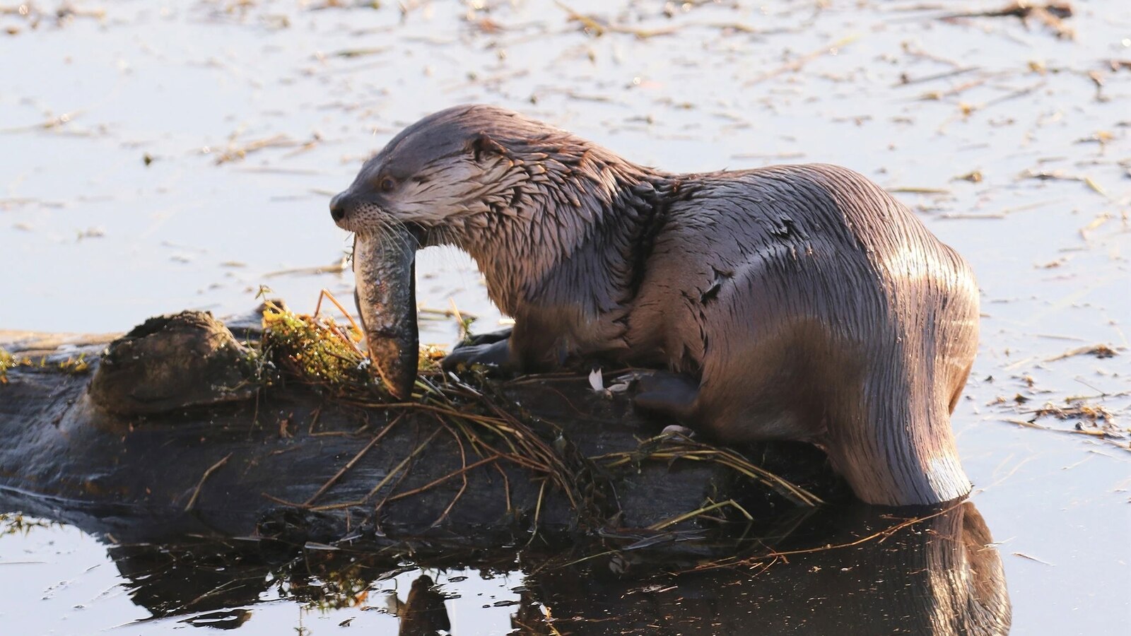 River otter attacks mother, child walking on marina dock: Officials ...