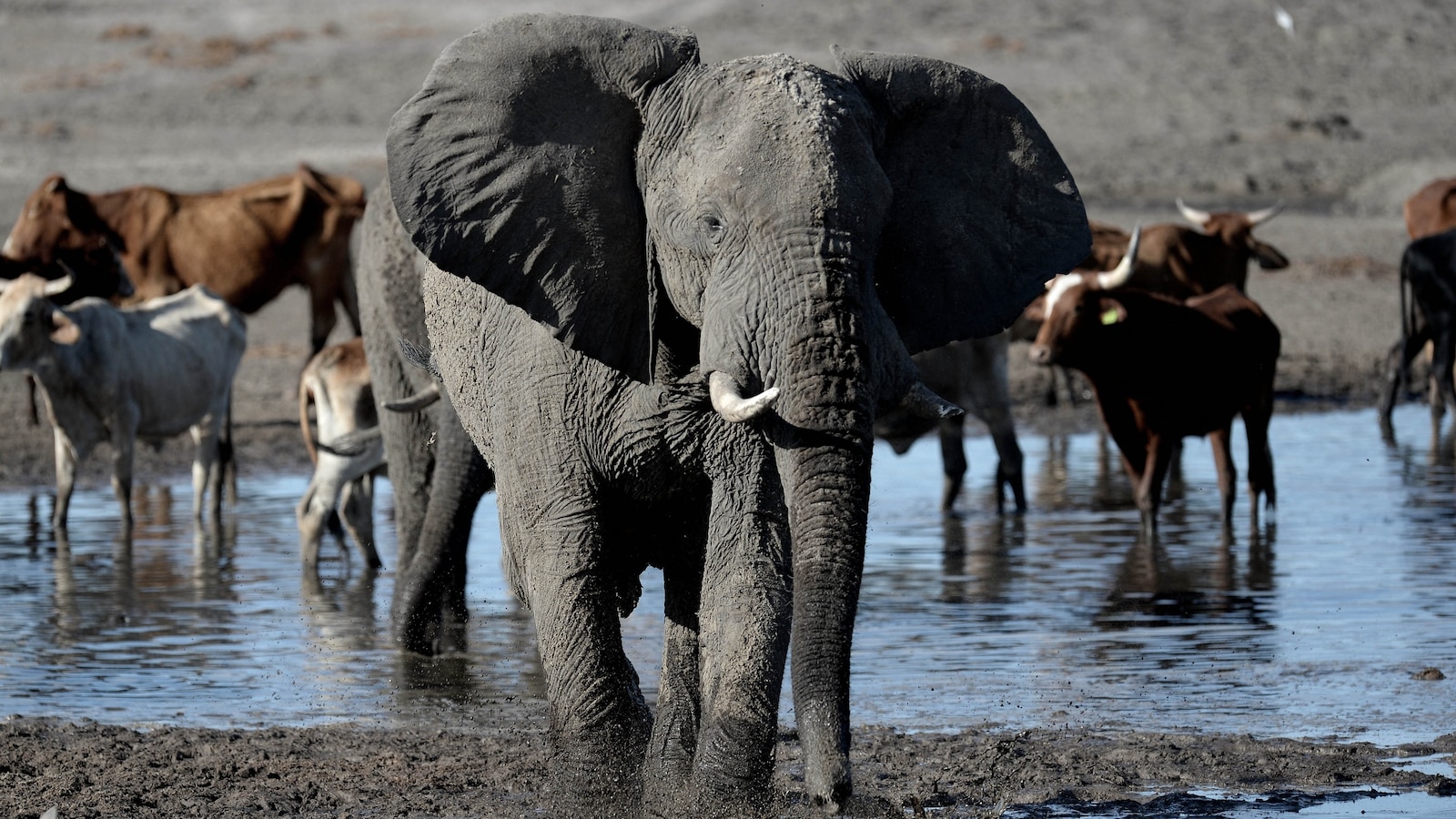 Botswana president offers 20,000 elephants to Germany amid conservation ...