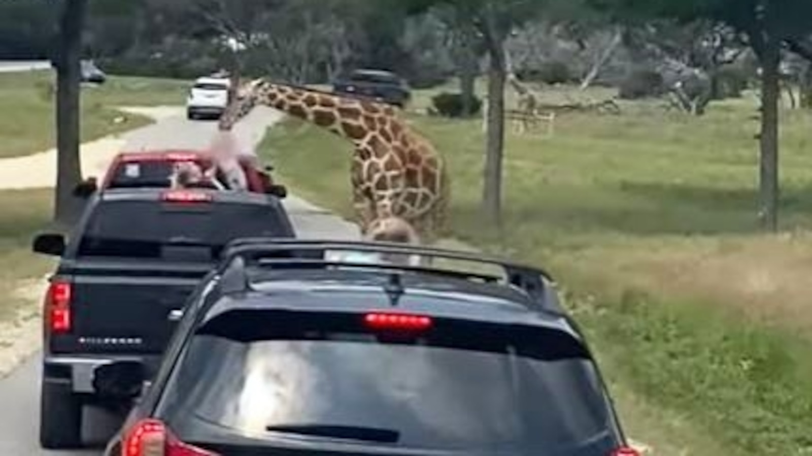 Family speaks out after giraffe picks up toddler in heart-stopping ...