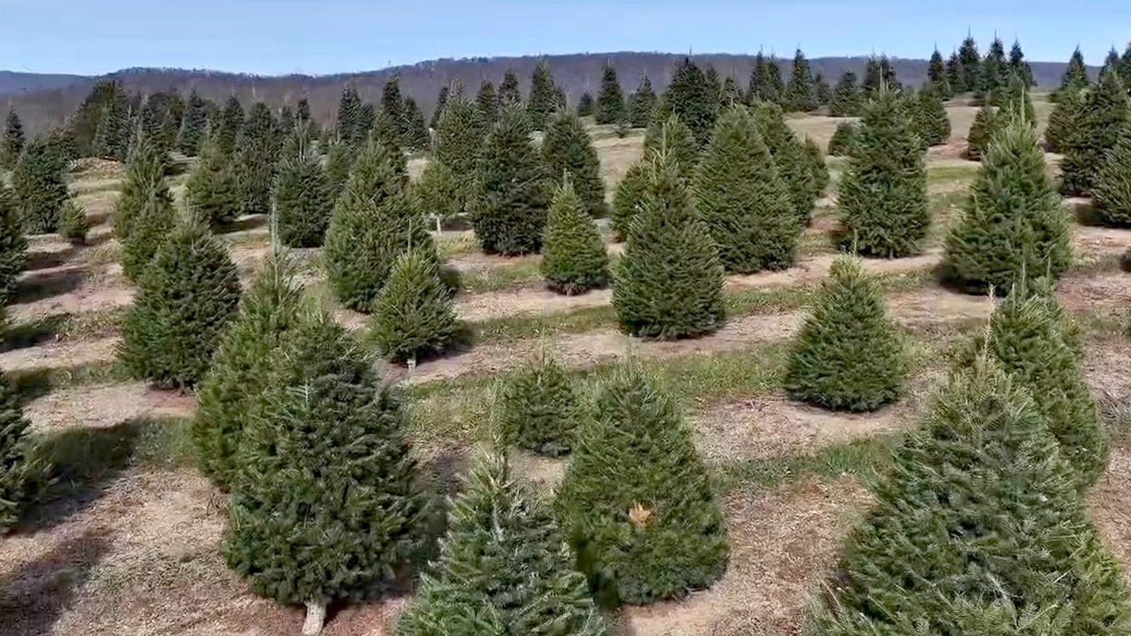 Made in America: Finding the perfect Christmas tree for the holiday ...