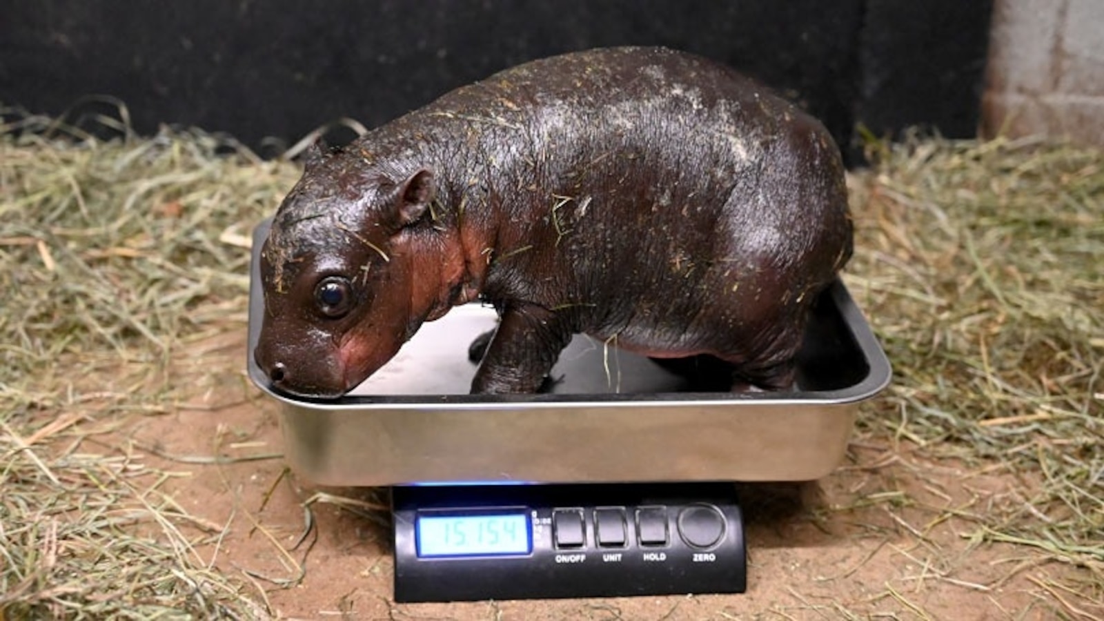 Endangered pygmy hippo born at Virginia zoo - ABC News