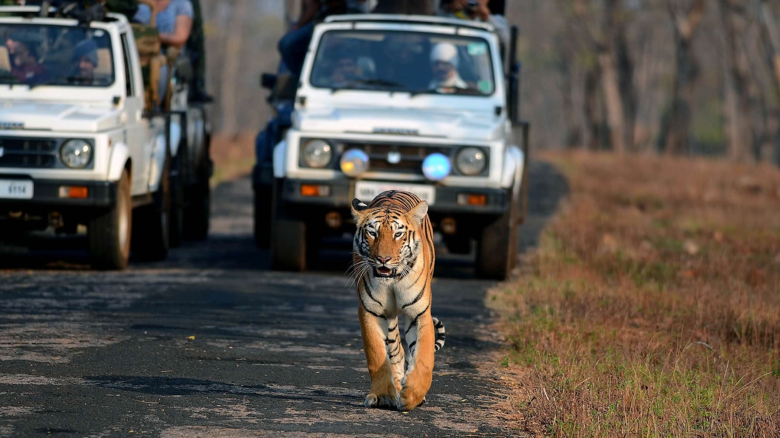 How tiger conservation in India may be helping to mitigate climate ...