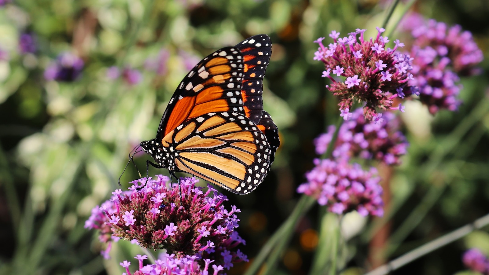 Butterfly populations are rapidly declining, new study shows - ABC News